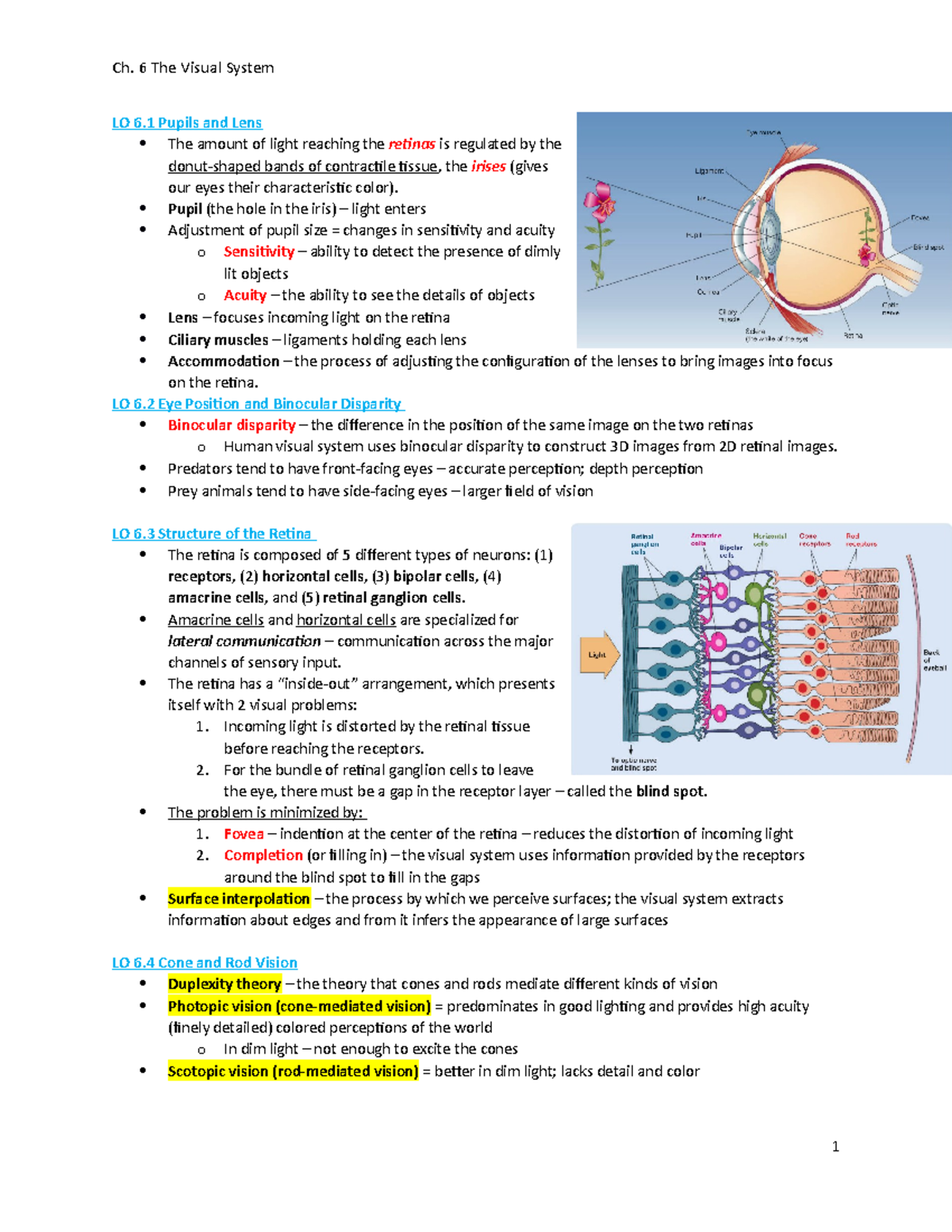 Ch. 6 the visual system - Textbook Notes for Exam 2 - Ch. 6 The Visual ...