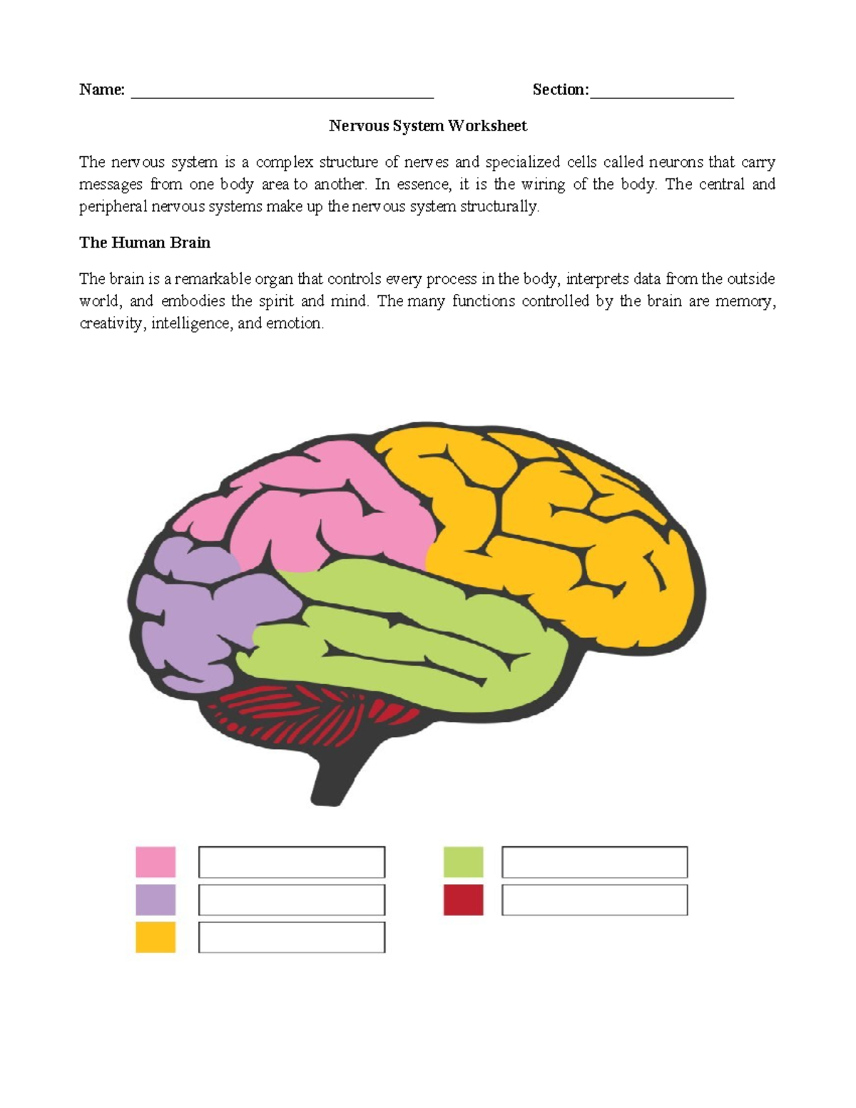 Nervous System Worksheet - Name ...