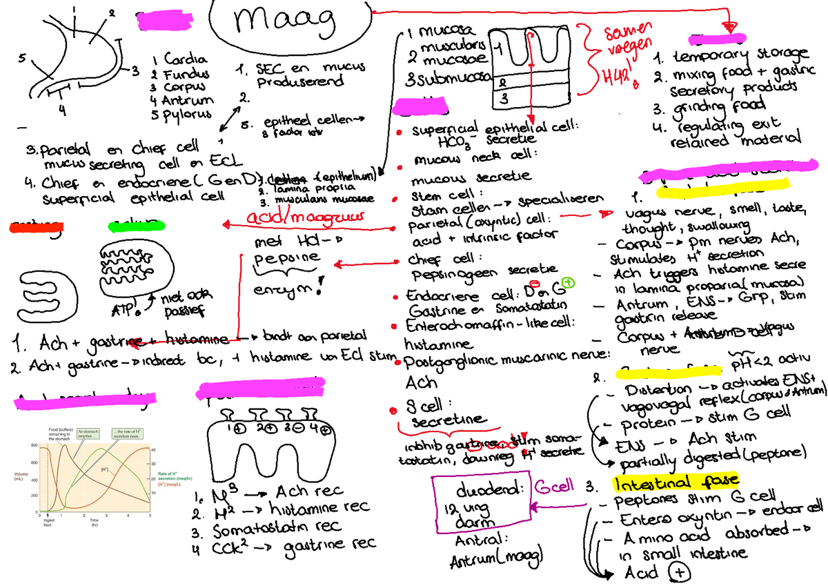Mindmap Maagsap: H42 Gastric Mucosa & Secretory Functions Overview ...