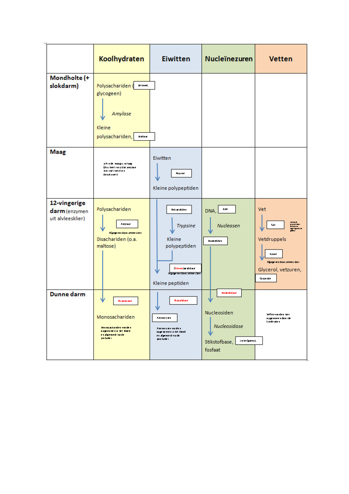 Schema Vertering VWO 6: Eiwitten, Koolhydraten en Vetten - Studeersnel