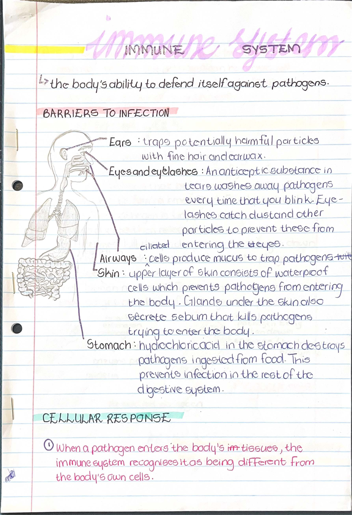Immune System Overview: Key Concepts and Pathogen Defense Mechanisms ...