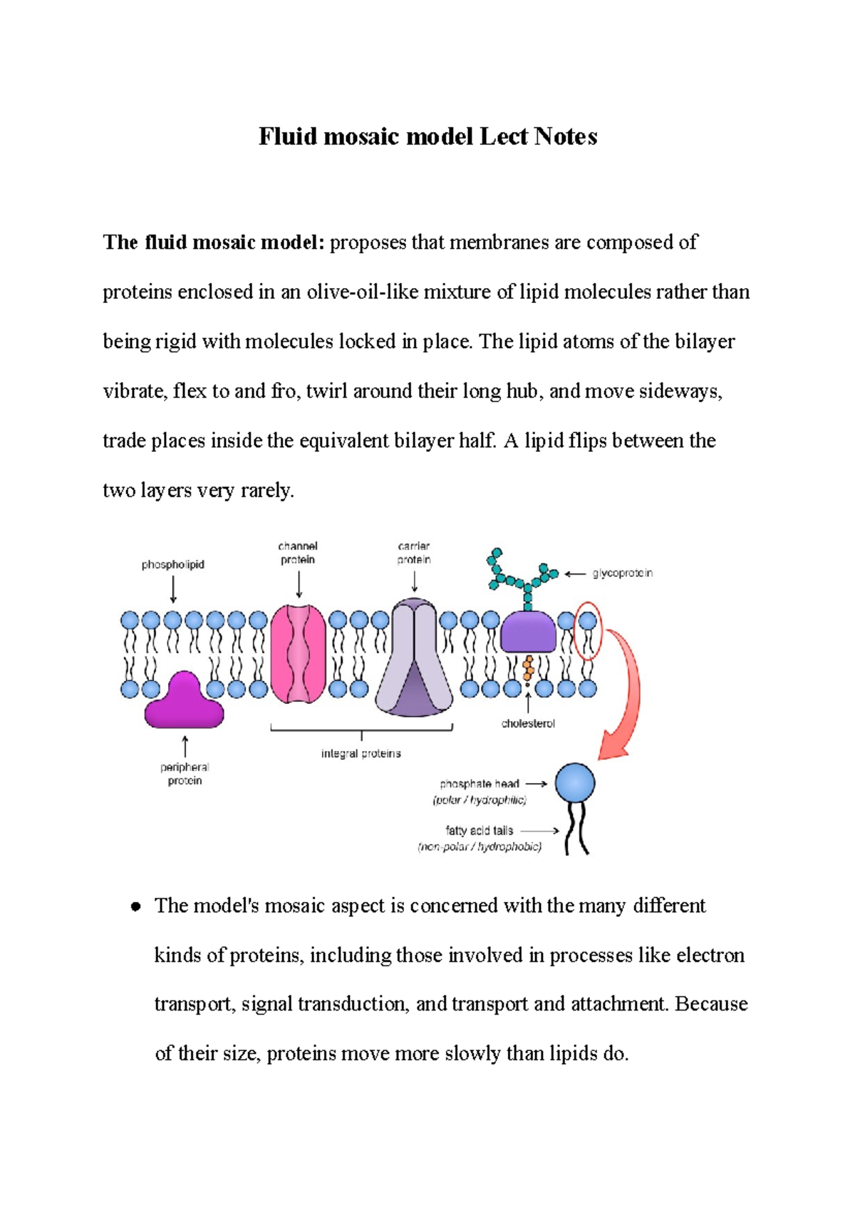 Fluid Mosaic Model Lecture Notes - Membrane Structure and Function ...
