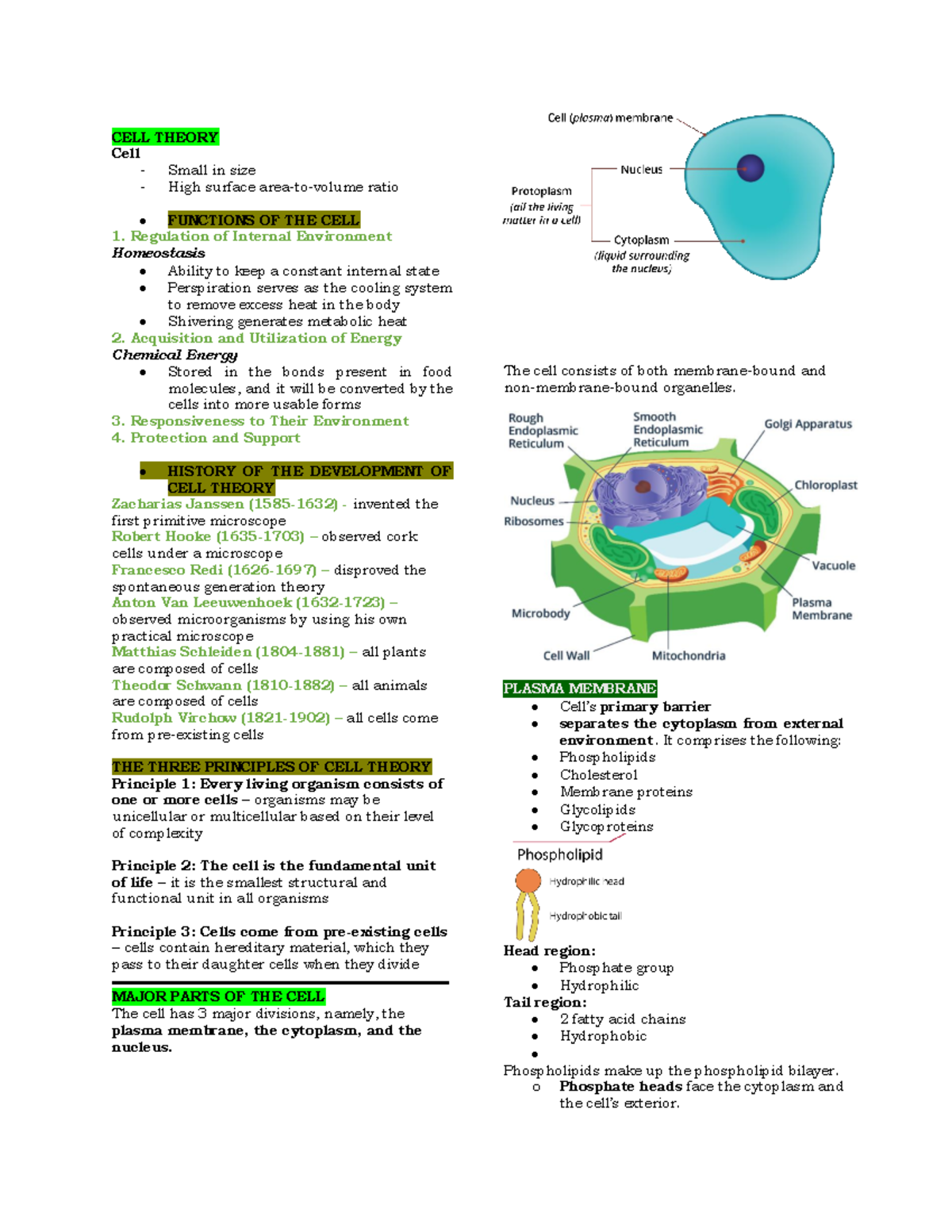 Genbio - biology - CELL THEORY Cell - Small in size - High surface area ...