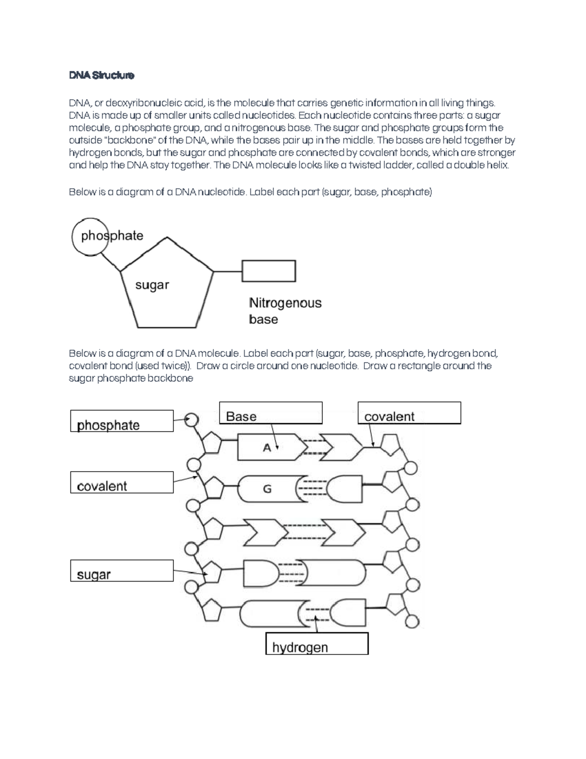 DNA Structure Review Answer Key for Final Exam (BIO101) - Studocu