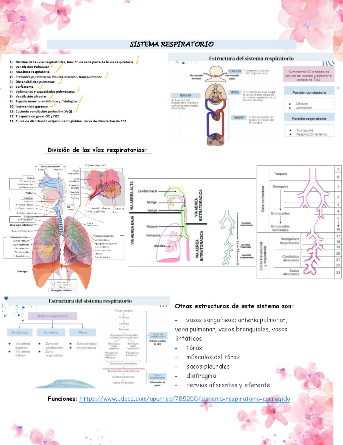 Sistema Respiratorio - Apuntes de Guyton y Medizi (Respiratory System ...