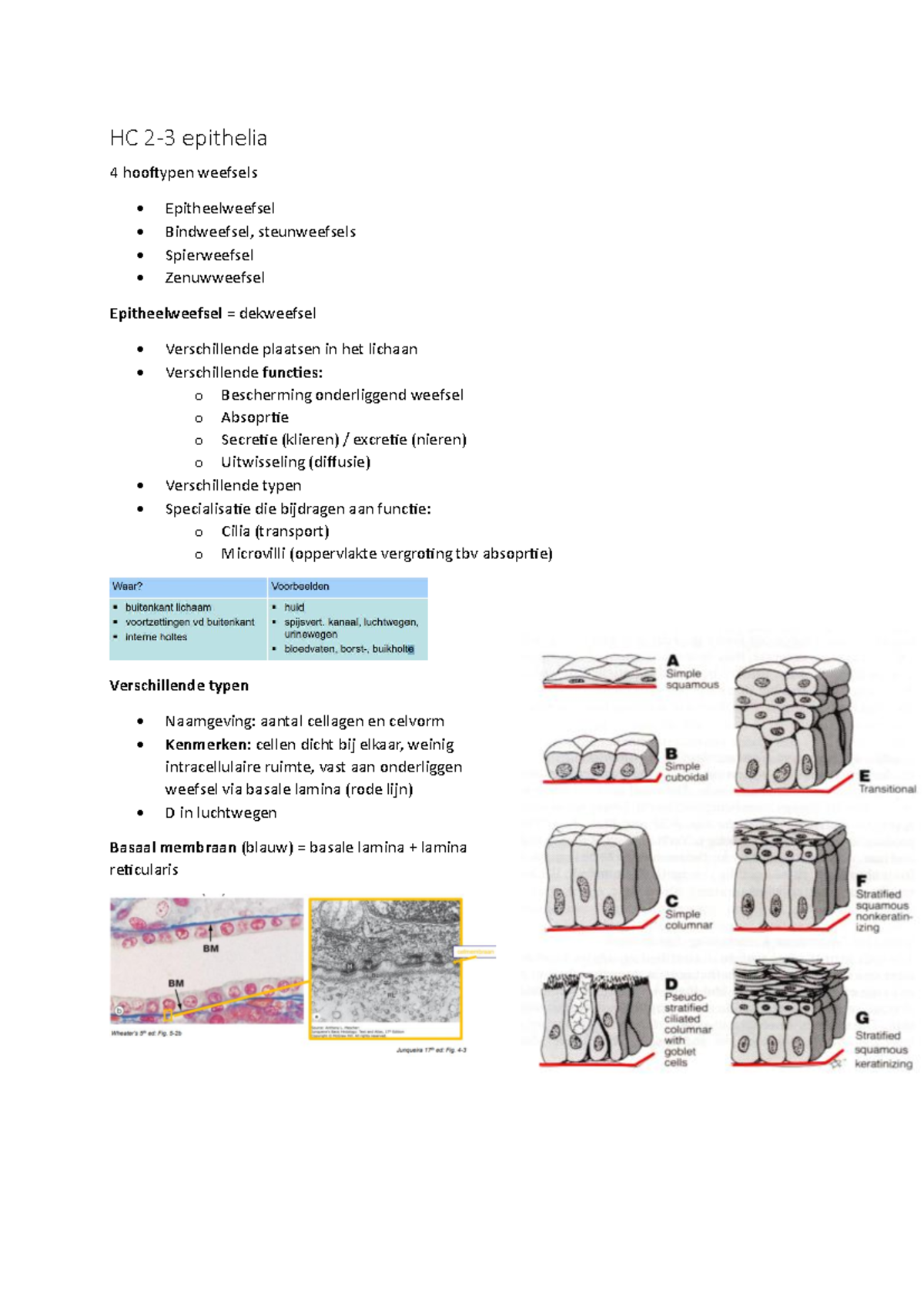 Weefsels HC Aantekeningen: Epitheel, Bindweefsel en Functies - Studeersnel