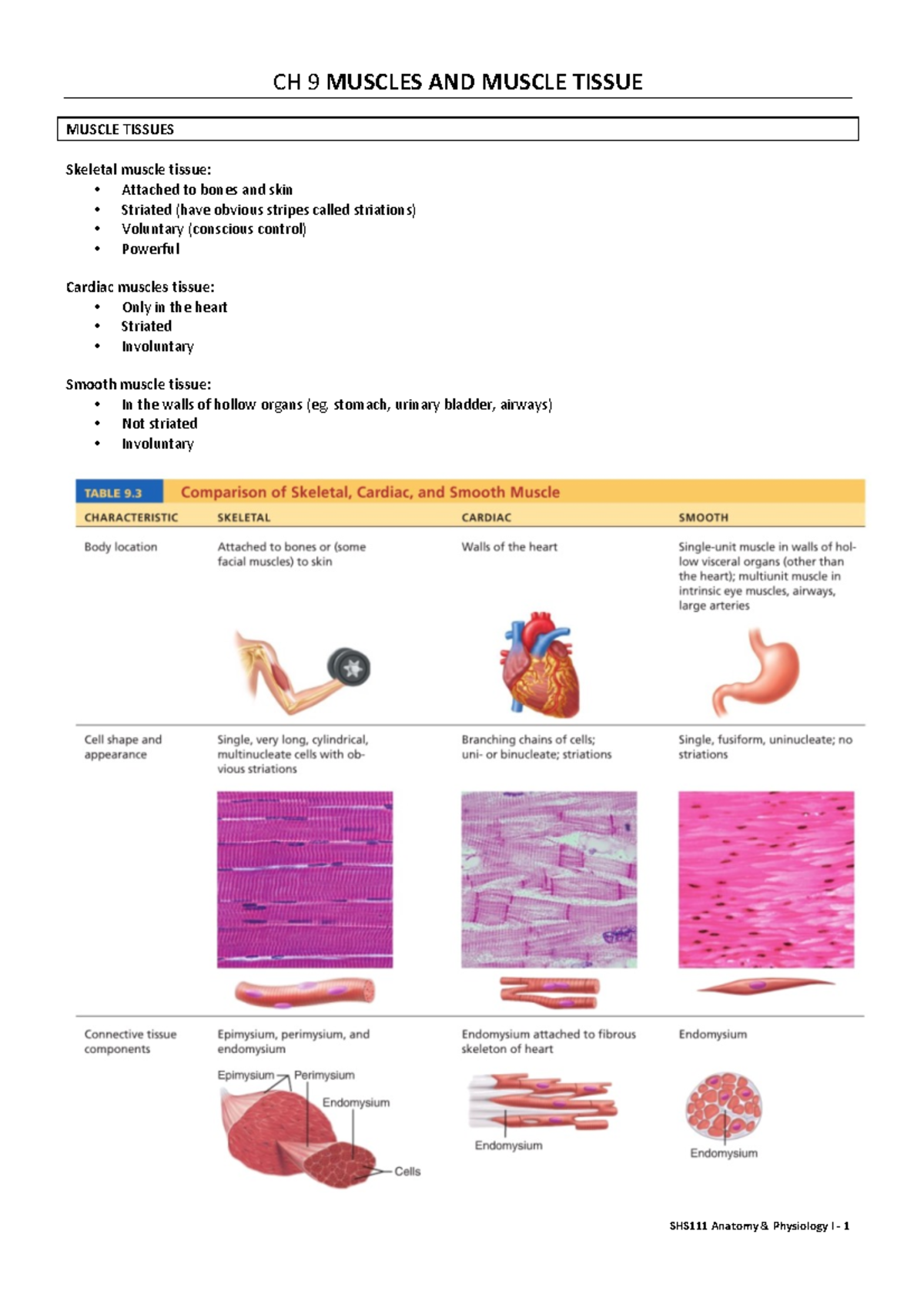 Summary - Muscles and Muscle Tissue (Ch9).pdf - SHS111 Anatomy ...