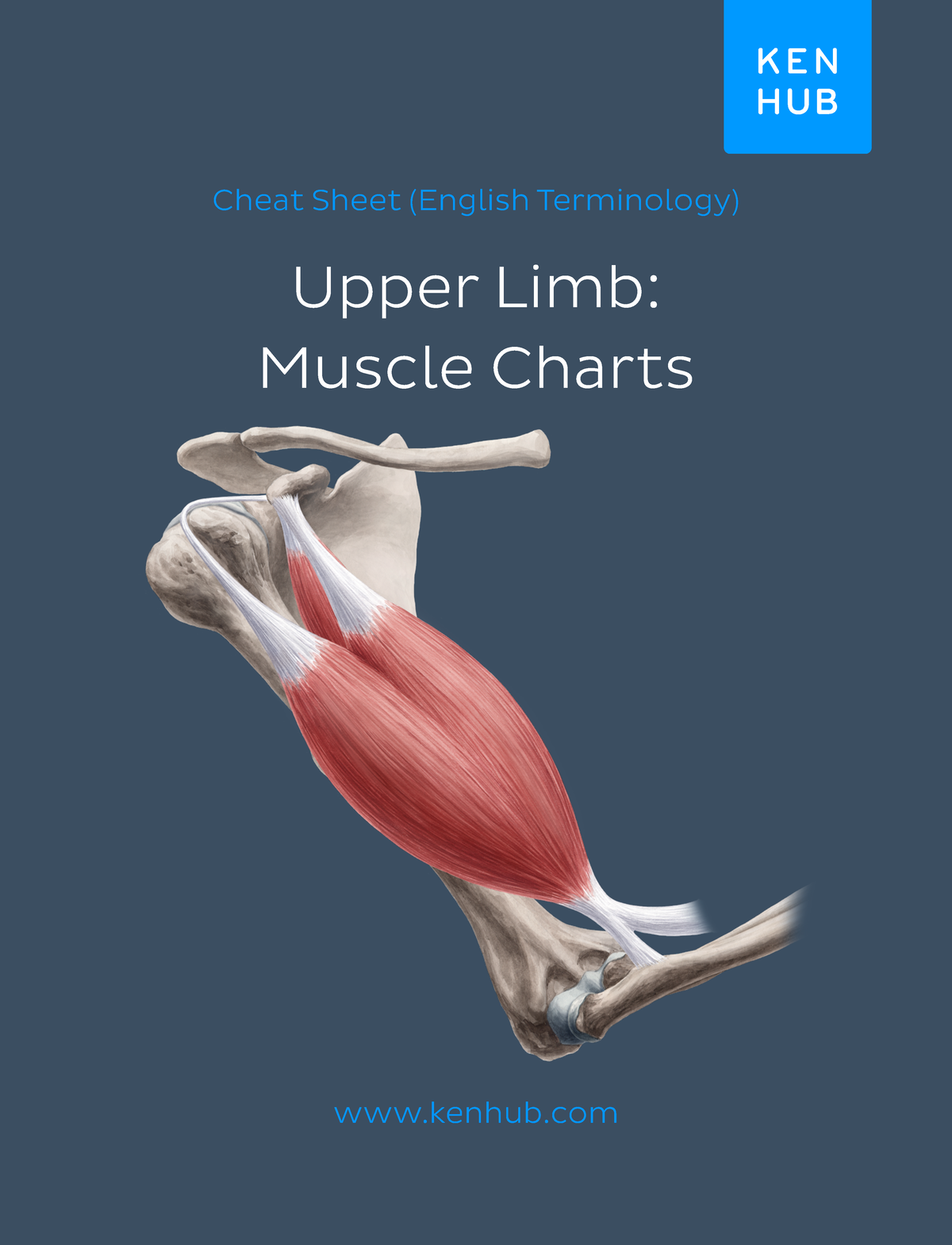 En upper extremity english - Upper Limb: Muscle Charts Cheat Sheet ...