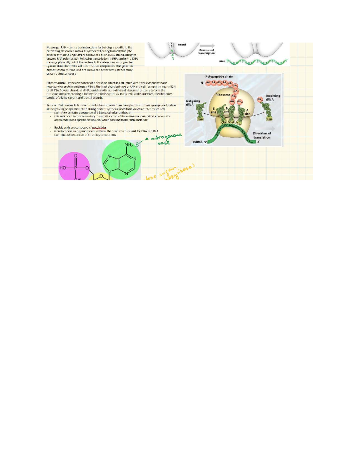 Intro to Molecular Biology - 1B: mRNA & Protein Synthesis Notes - Studocu