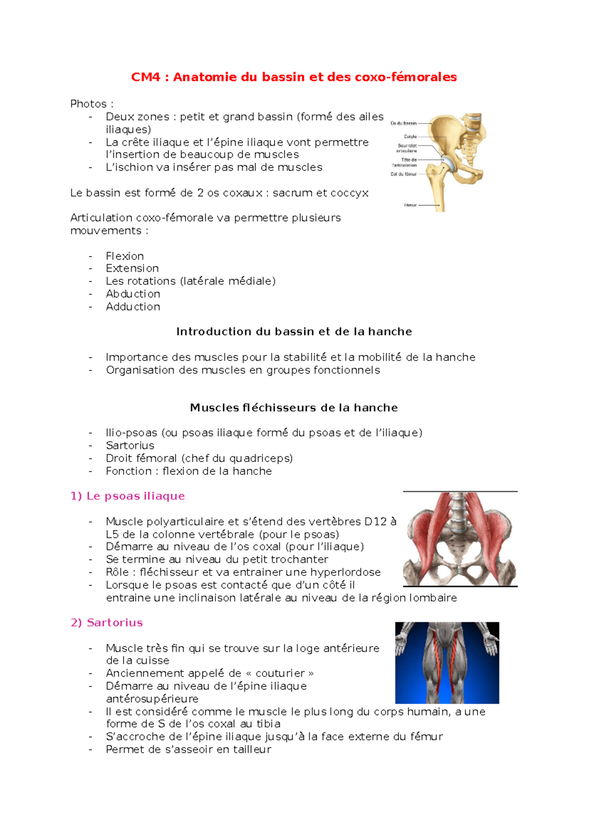 CM4: Anatomie détaillée du bassin et des articulations coxo-fémorales ...