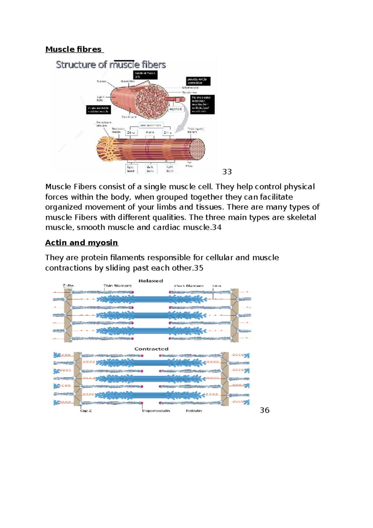 Muscle Fibers: Anatomy, Types, and Functions (IB Biology) - Studocu