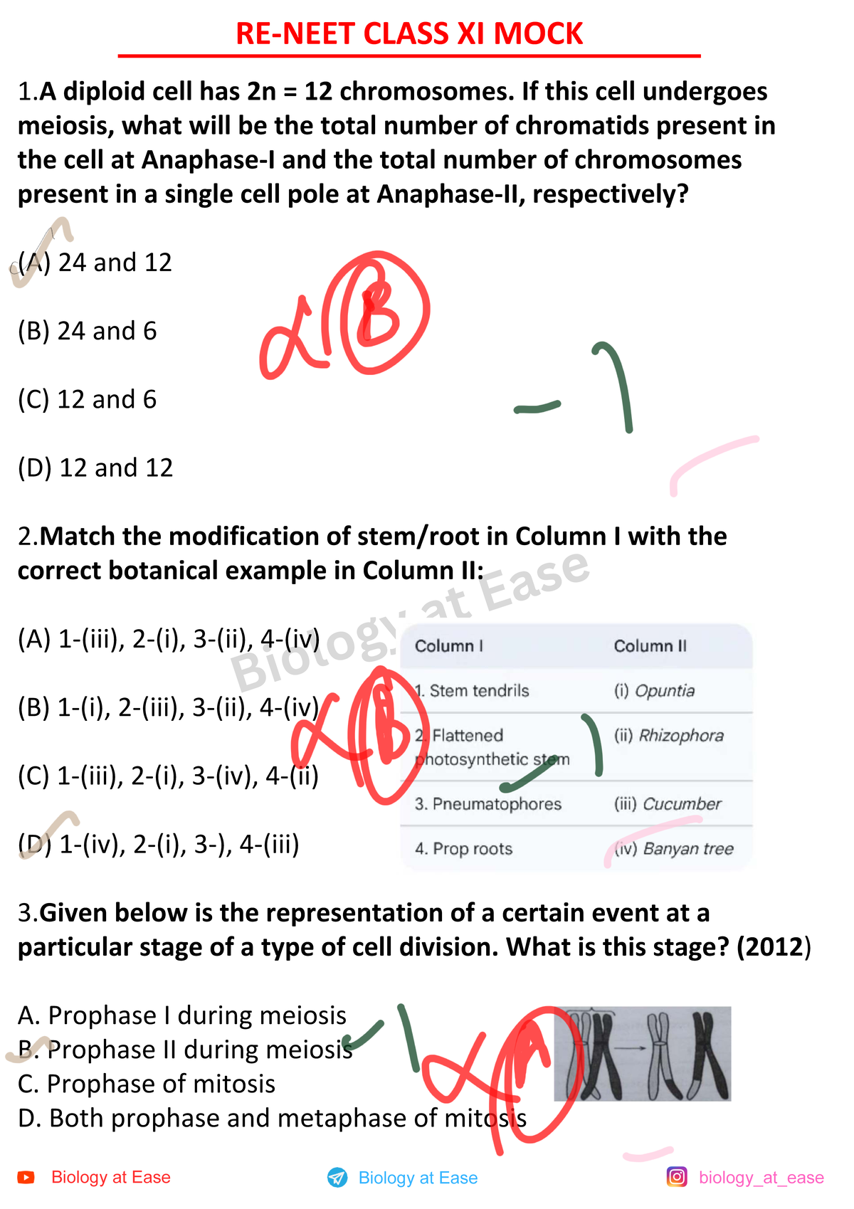 CLASS XI BIOLOGY MOCK EXAM: MEIOSIS, PLANT GROWTH, AND CELL DIVISION ...