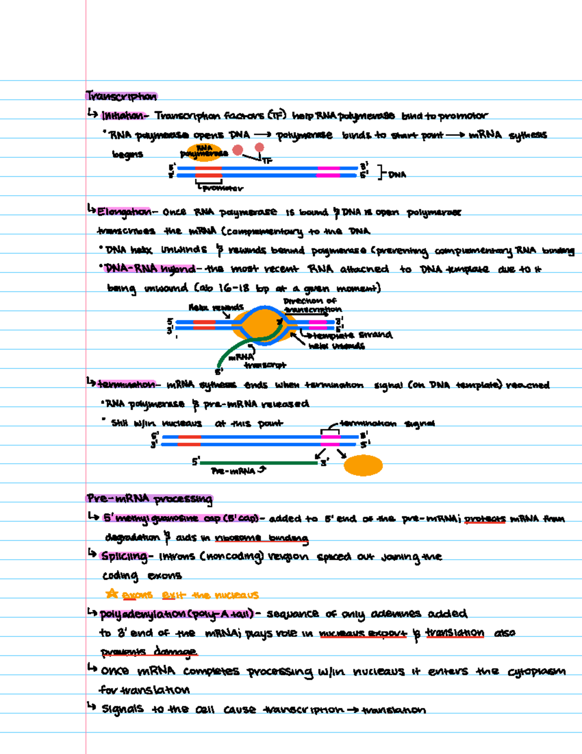Transcription and Translation Process - Bio 101 Study Notes - Studocu