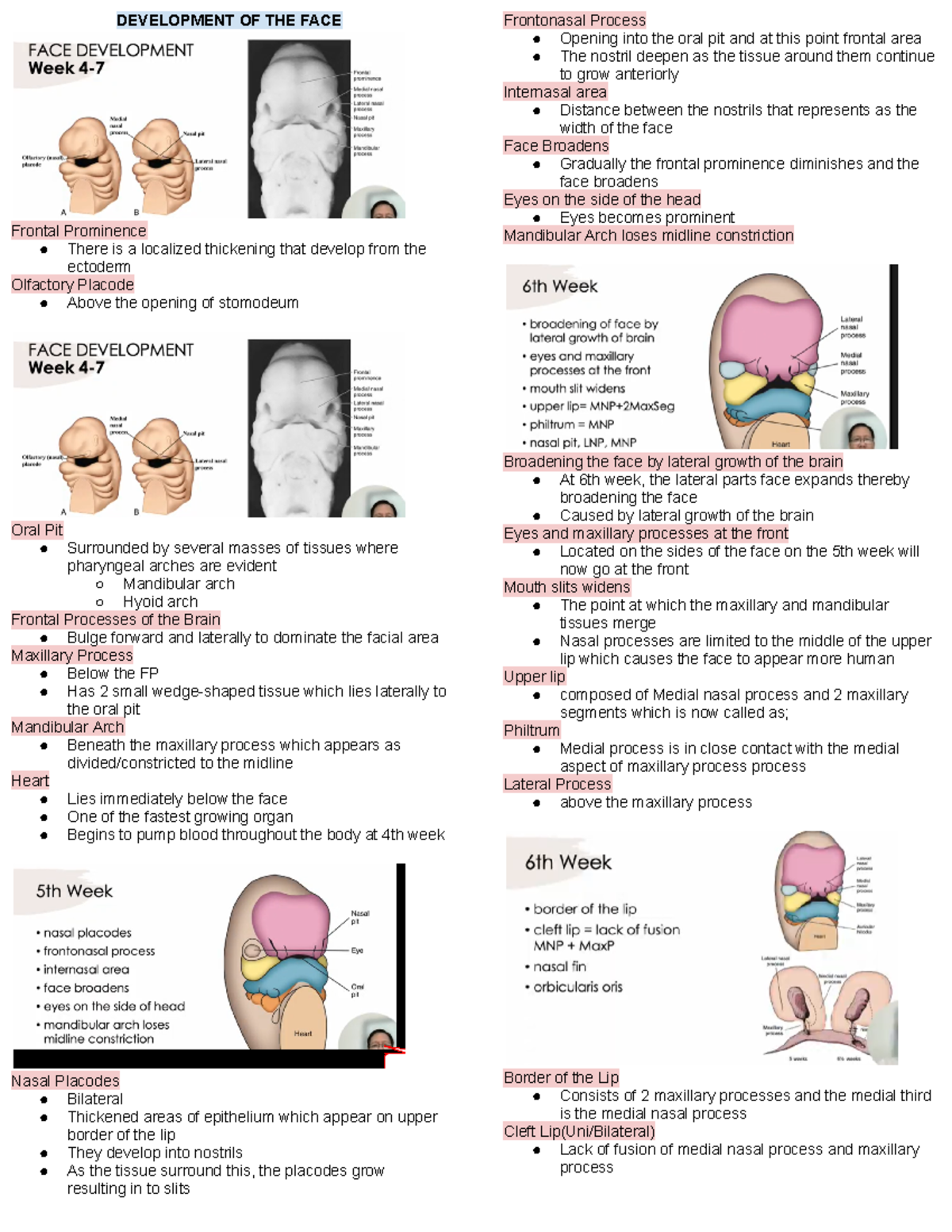 Development OF THE FACE - DEVELOPMENT OF THE FACE Frontal Prominence ...