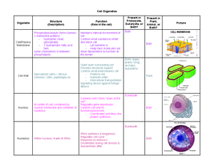 Bio 101 Lab 5 Enzymes Upload Their Completed Document As A Doc Or