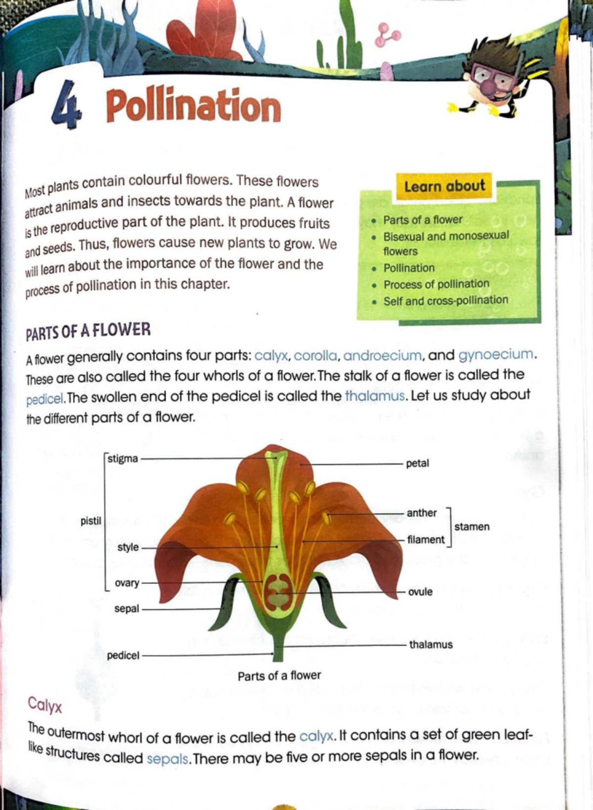 Pollination: Understanding Flower Structure and Reproductive Processes ...
