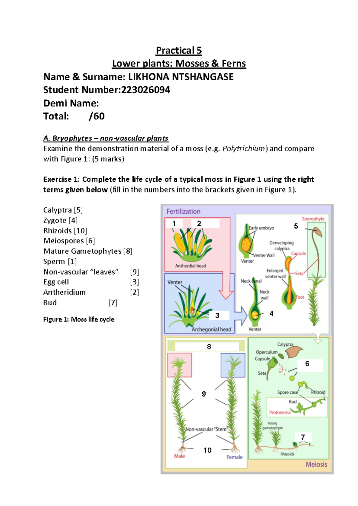 223026094 BIOL102 - Practical 5: Lower Plants - Mosses & Ferns Study ...