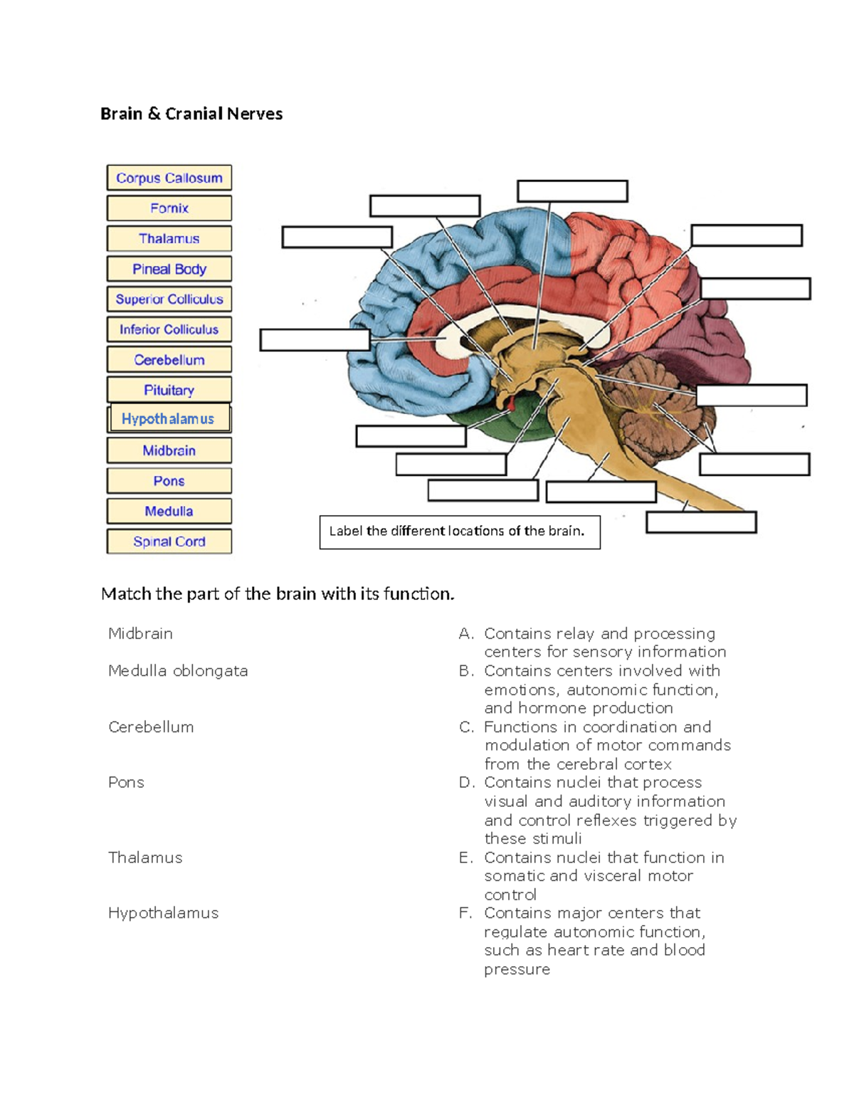 Brain & Cranial Nerves Worksheet - Functions & Locations Explained ...