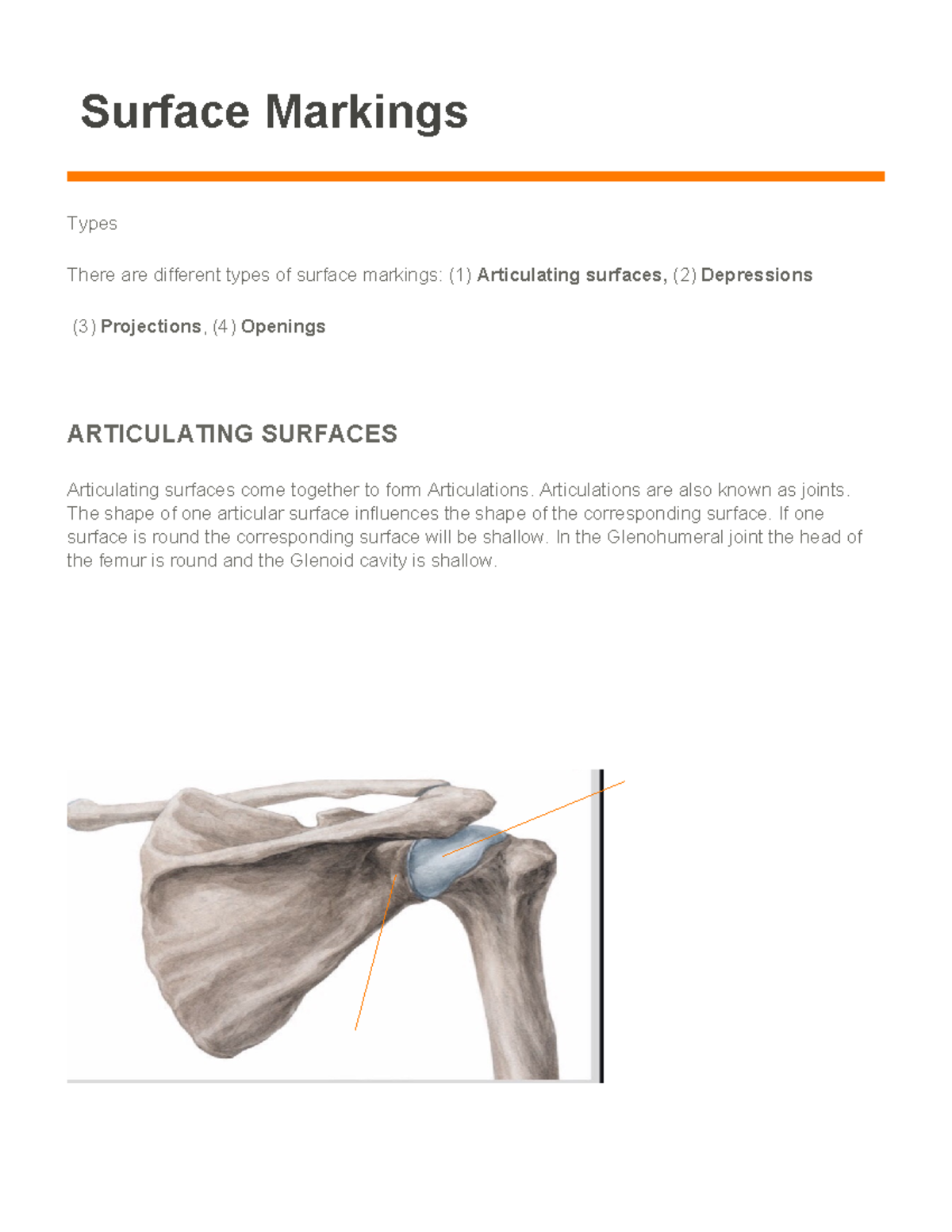BONE- Surface Markings - Tagged - Surface Markings Types There are ...