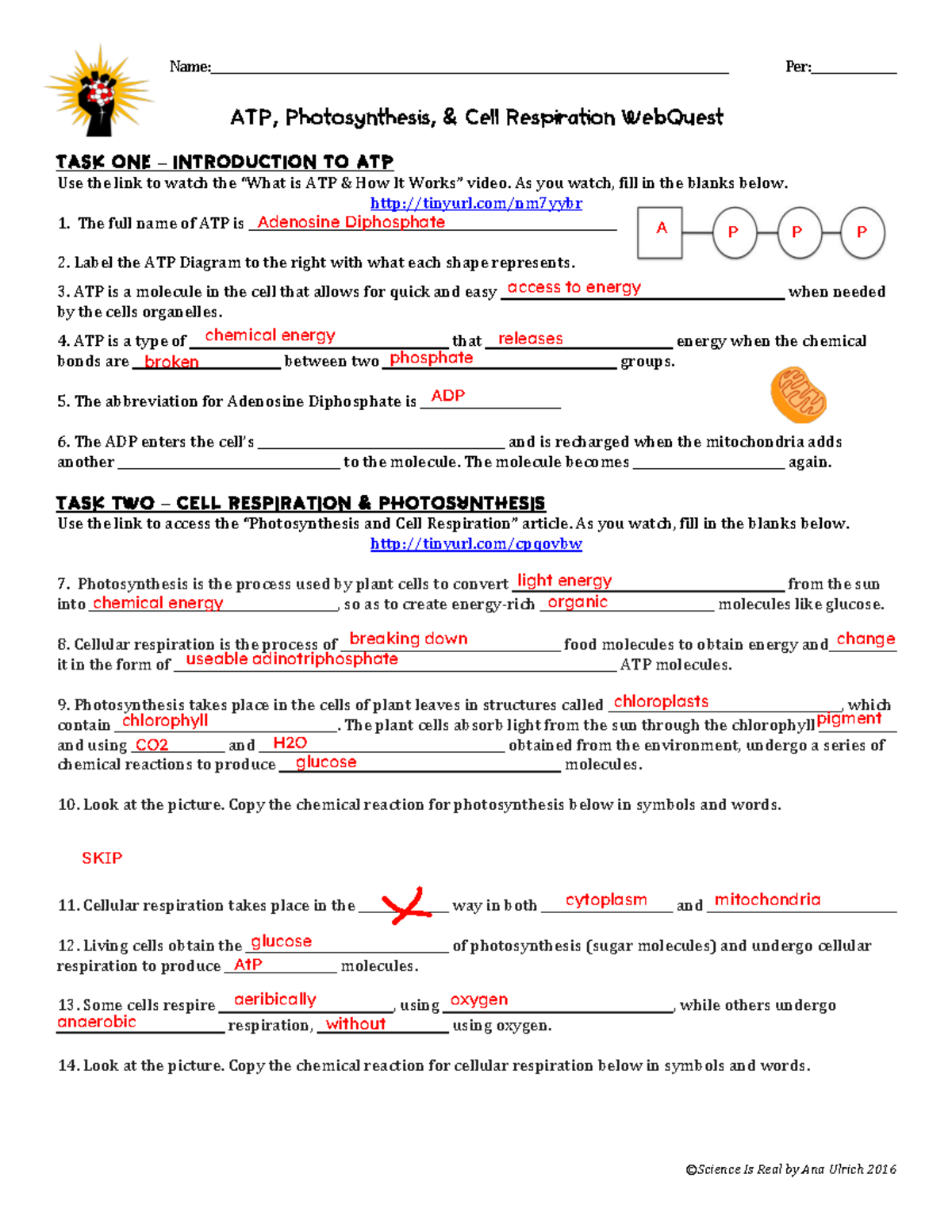 ATP, Photosynthesis & Cell Respiration WebQuest (Task 1-4) - Studocu