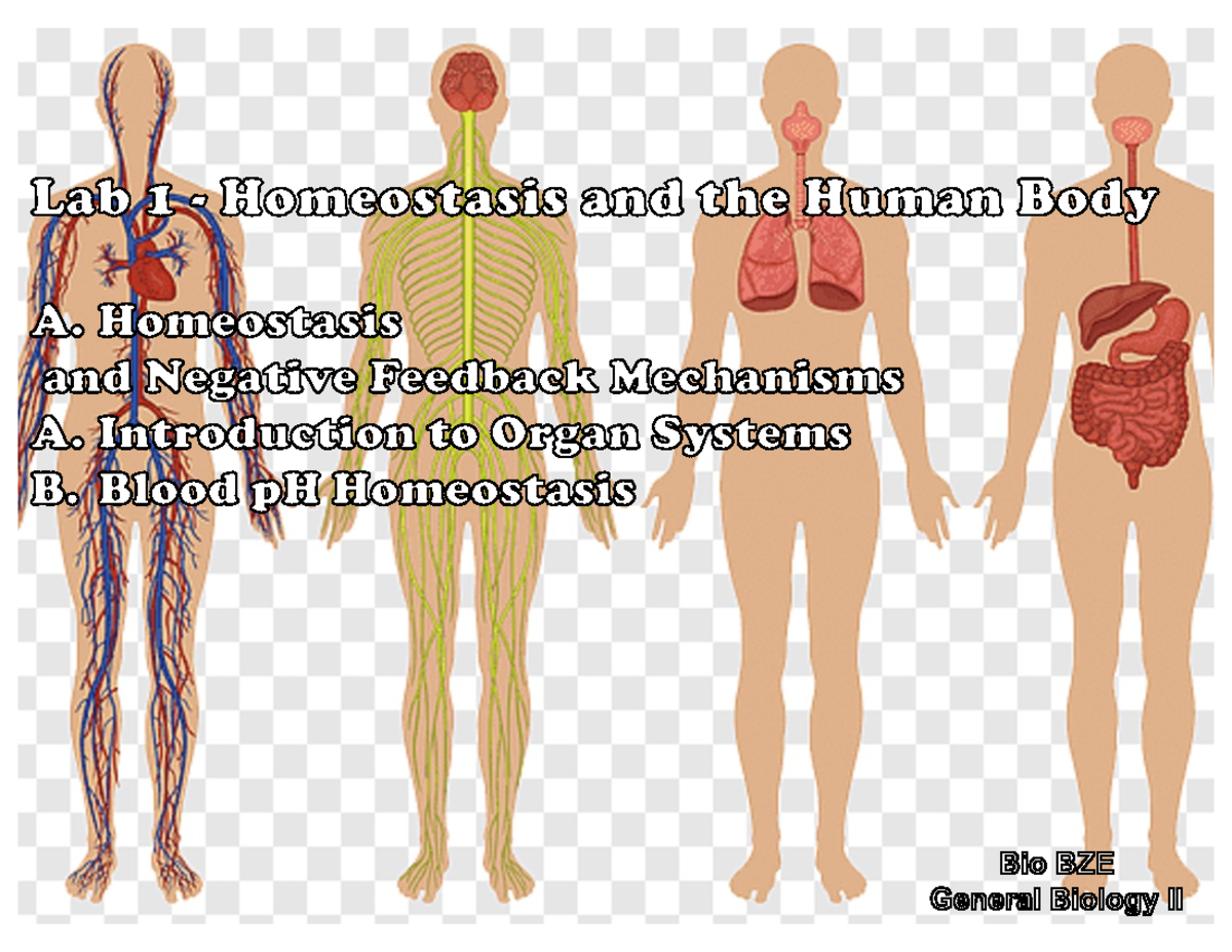 Lab1 Homeostasis presentation - Homeostasis is a property of life and ...