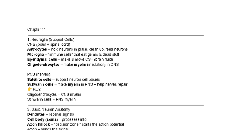 CNS Neuroglia & Neuron Anatomy: Chapter 11 Review Notes - Studocu