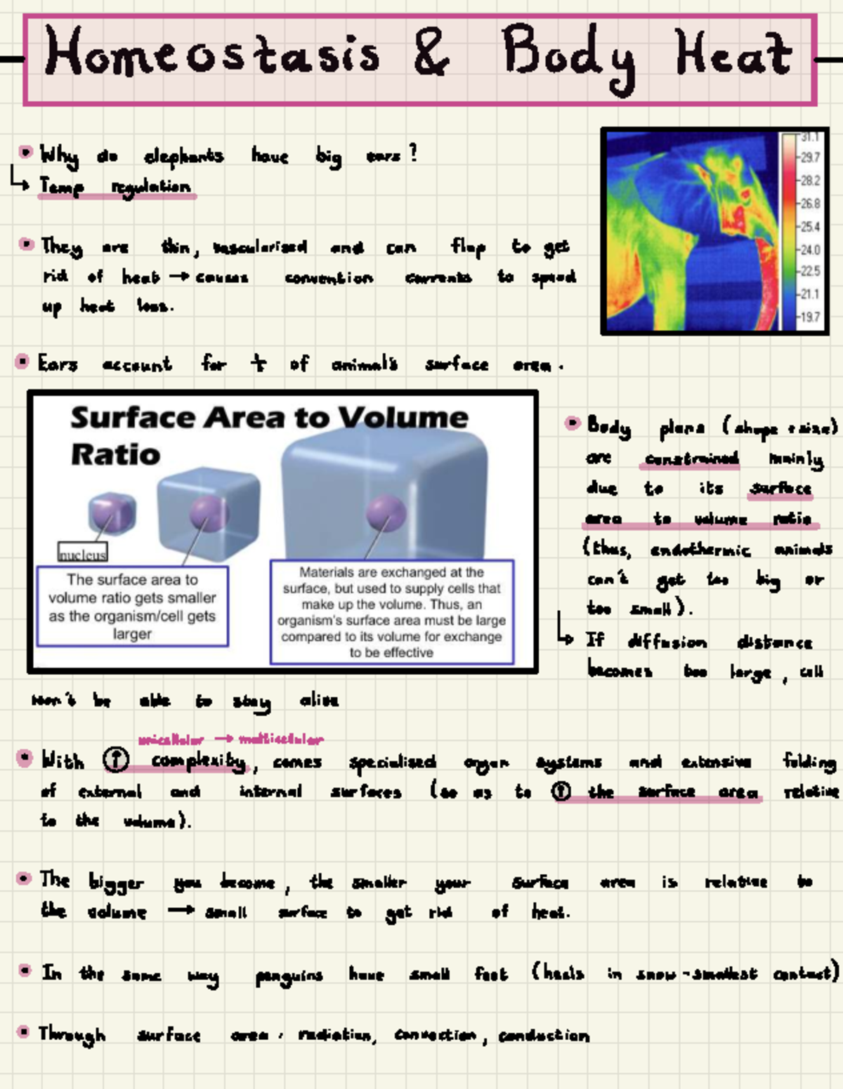 Homeostasis and Body Heat Regulation in Elephants and Other Animals ...
