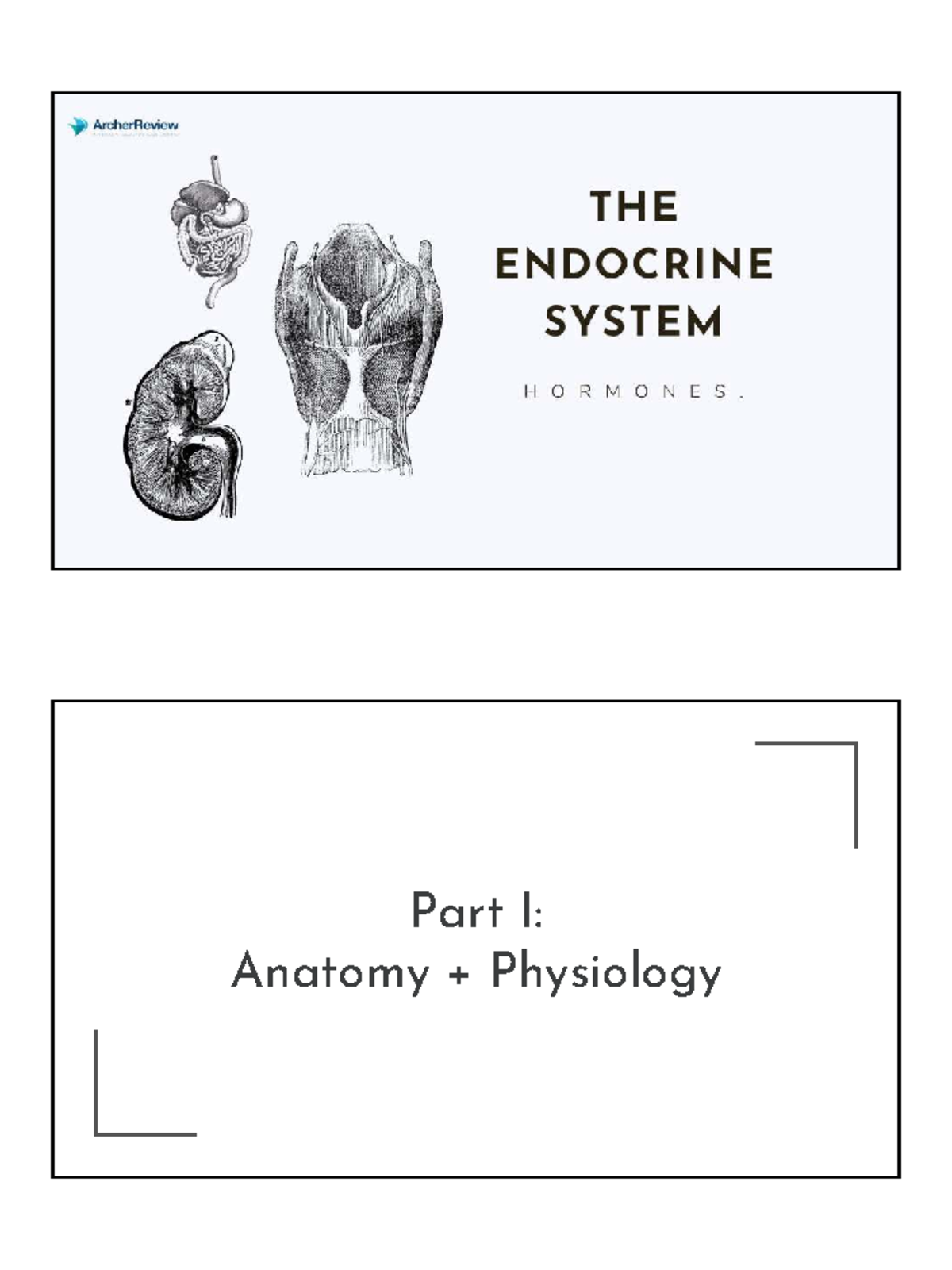 Endocrine System Overview: Anatomy, Physiology & Pharmacology (NUR 101 ...