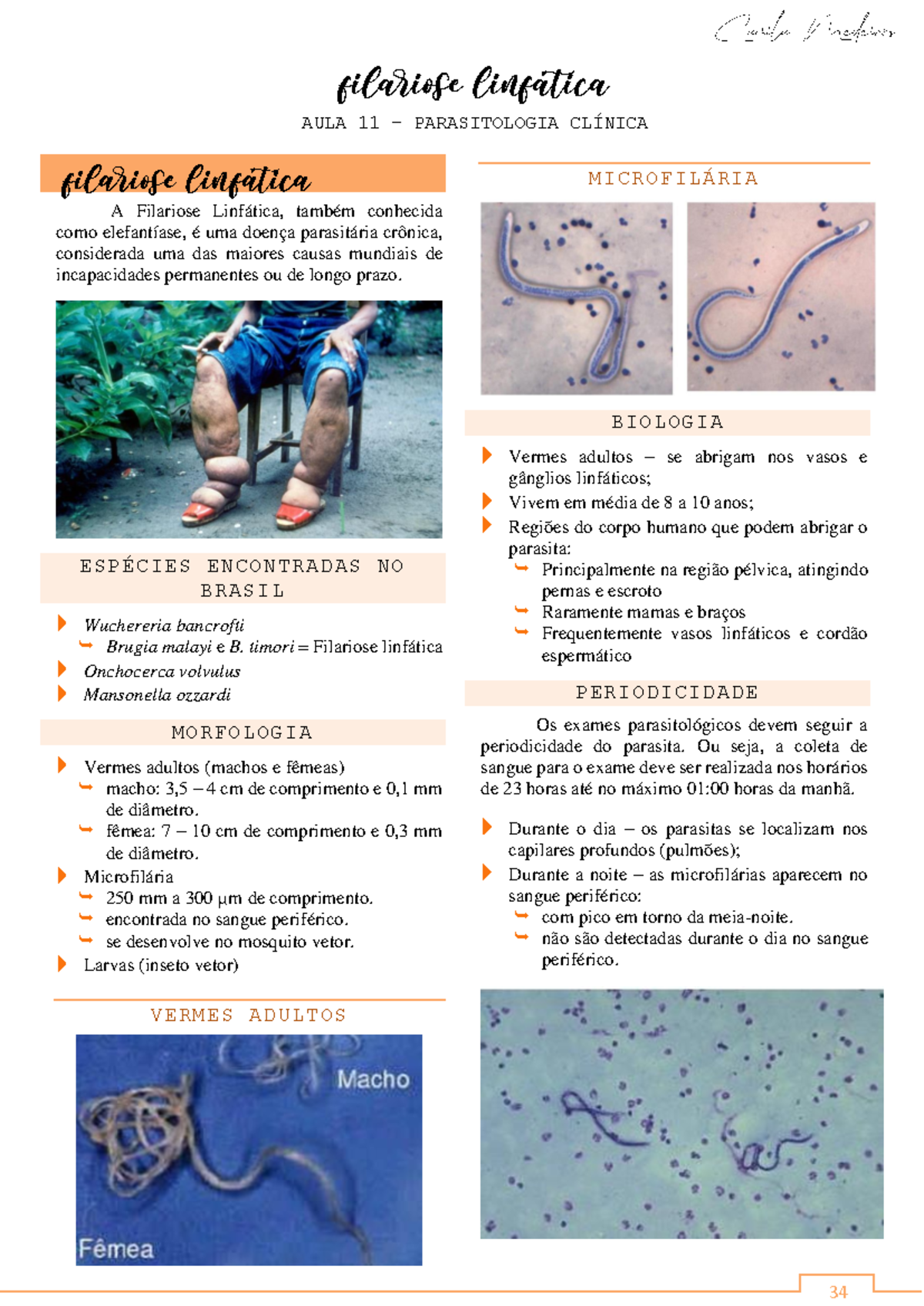 Filariose Linfática: Morfologia, Ciclo, Diagnóstico e Tratamento ...