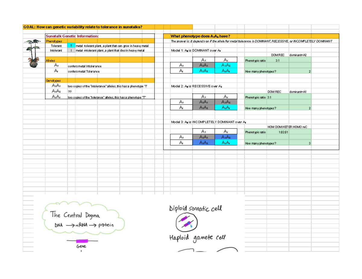 Genetics & Evolution Act I Workbook - PART 3: Sunstalk Tolerance ...