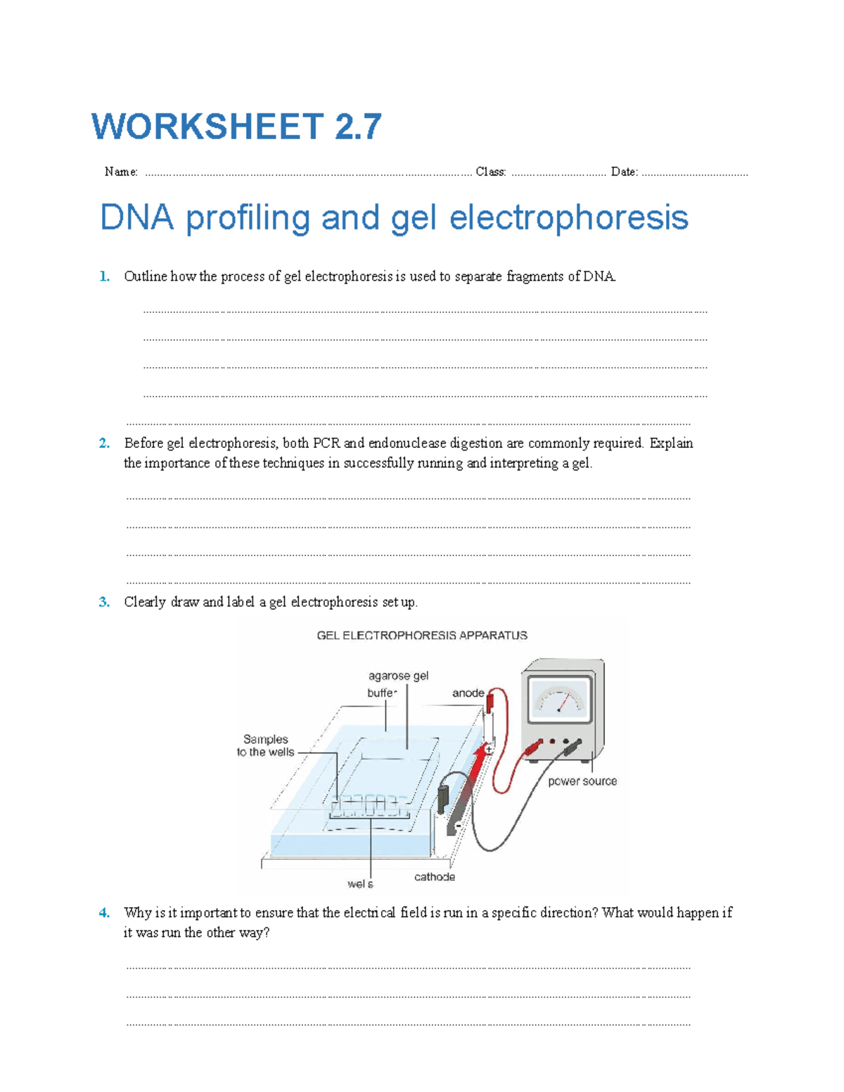 DNA Profiling and Gel Electrophoresis Worksheet 2.7 - Studocu