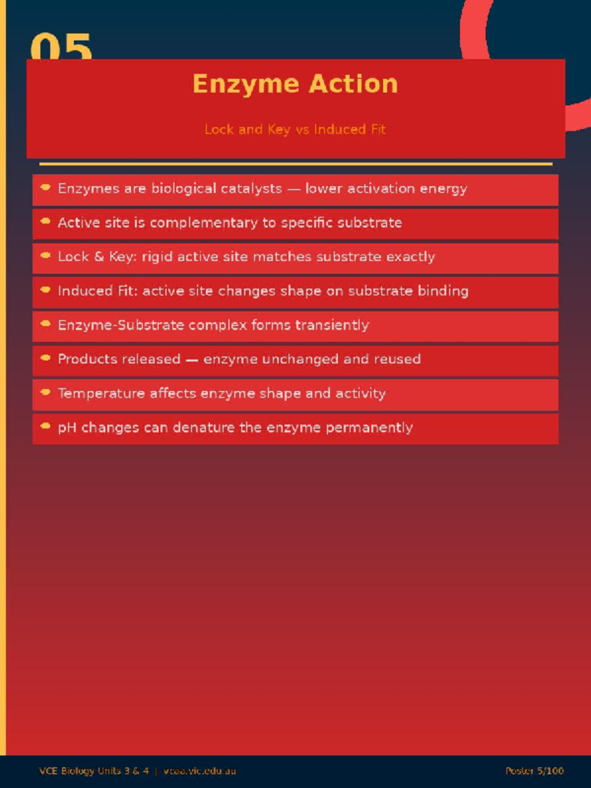 05 enzyme action - biology unit 3/4 summary for the topic - Enzyme ...