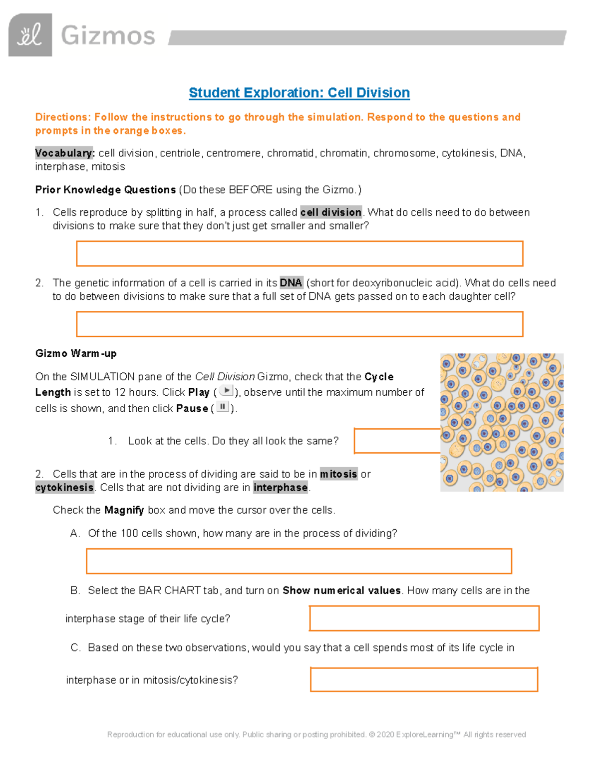 Cell Division Gizmo: Exploration & Activities Guide - Studocu