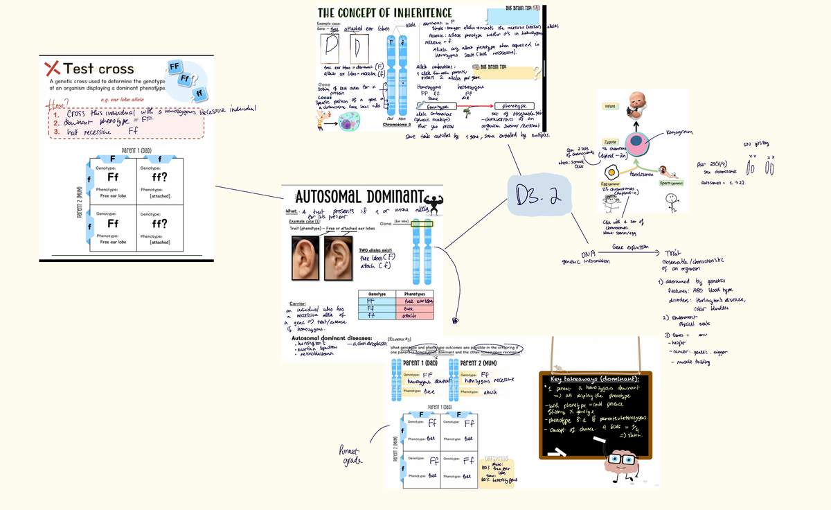 D3 - ib biology SL - BIg Brain TIP! THE CONCEPT OF INHERITENCE Example ...