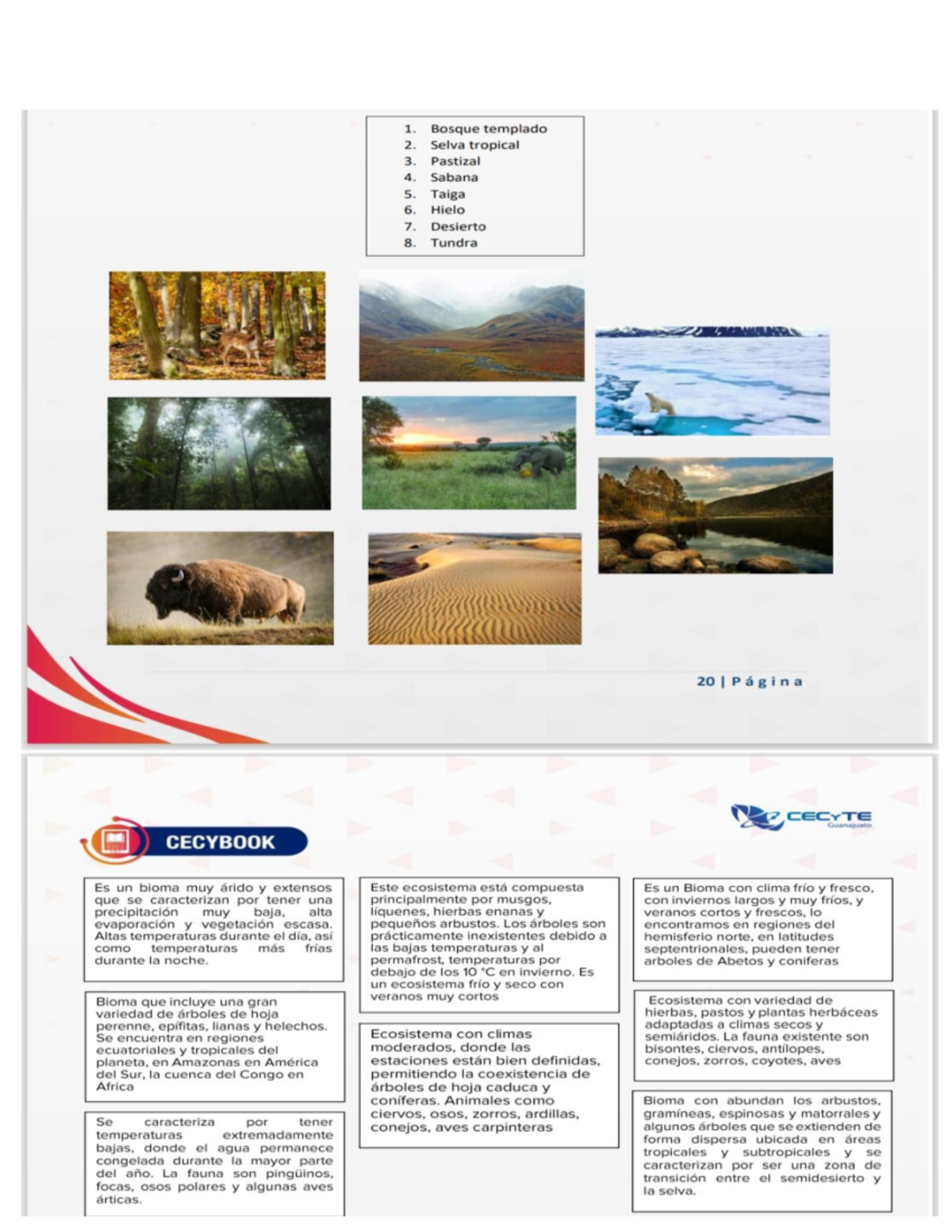 Tarea de Biomas: Bosque Templado, Selva Tropical y Más - CECYTE 20 ...