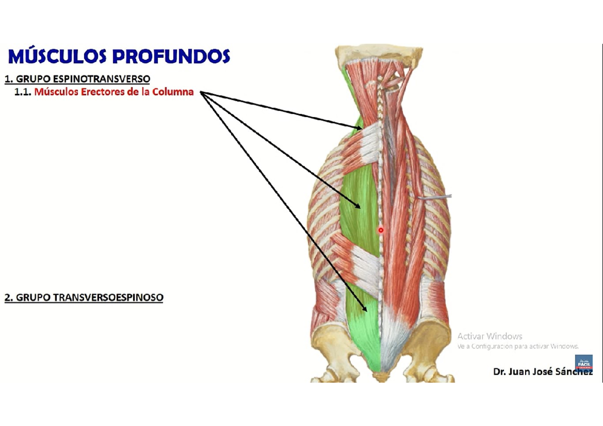 Musculos del dorso-grupo profundo - Anatomia - Studocu