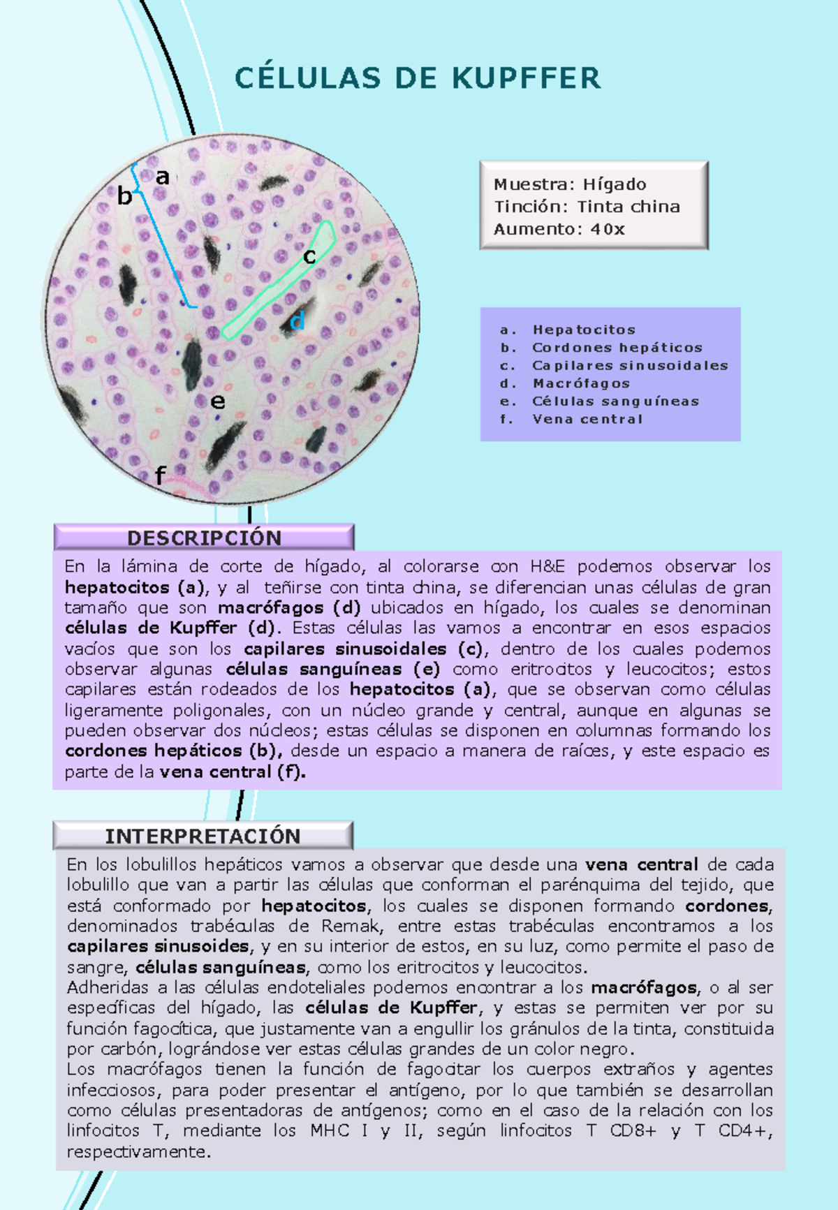 Células de Kupffer en el Hígado: Descripción y Funciones - Studocu