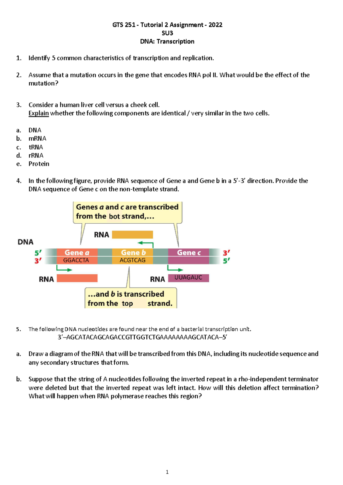 GTS 251 - Tutorial 2 Assignment: DNA Transcription Insights 2022 - Studocu