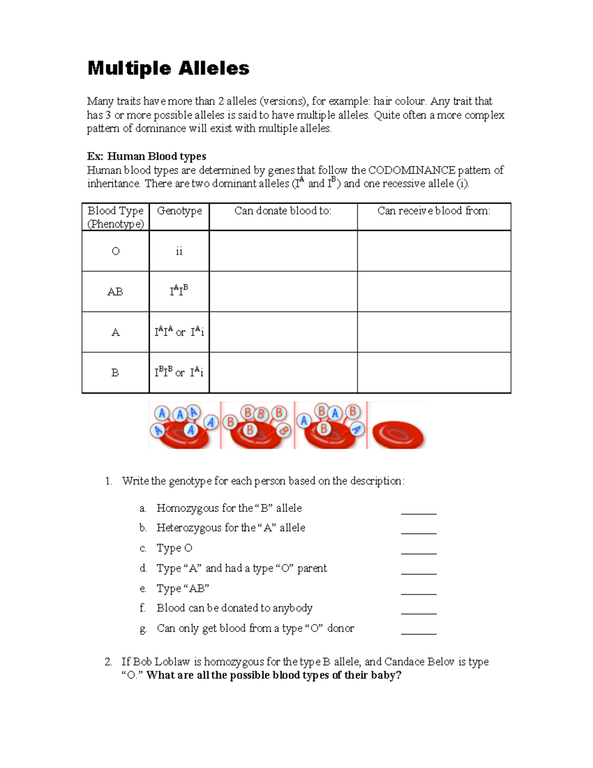 Multiple Alleles Worksheet: Understanding Inheritance Patterns - Studocu