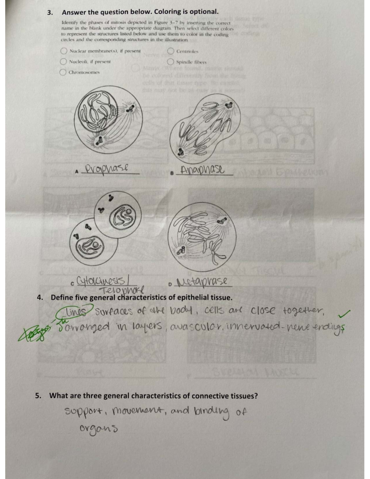 Document Analysis and Evaluation: Mitosis Phases & Tissue ...