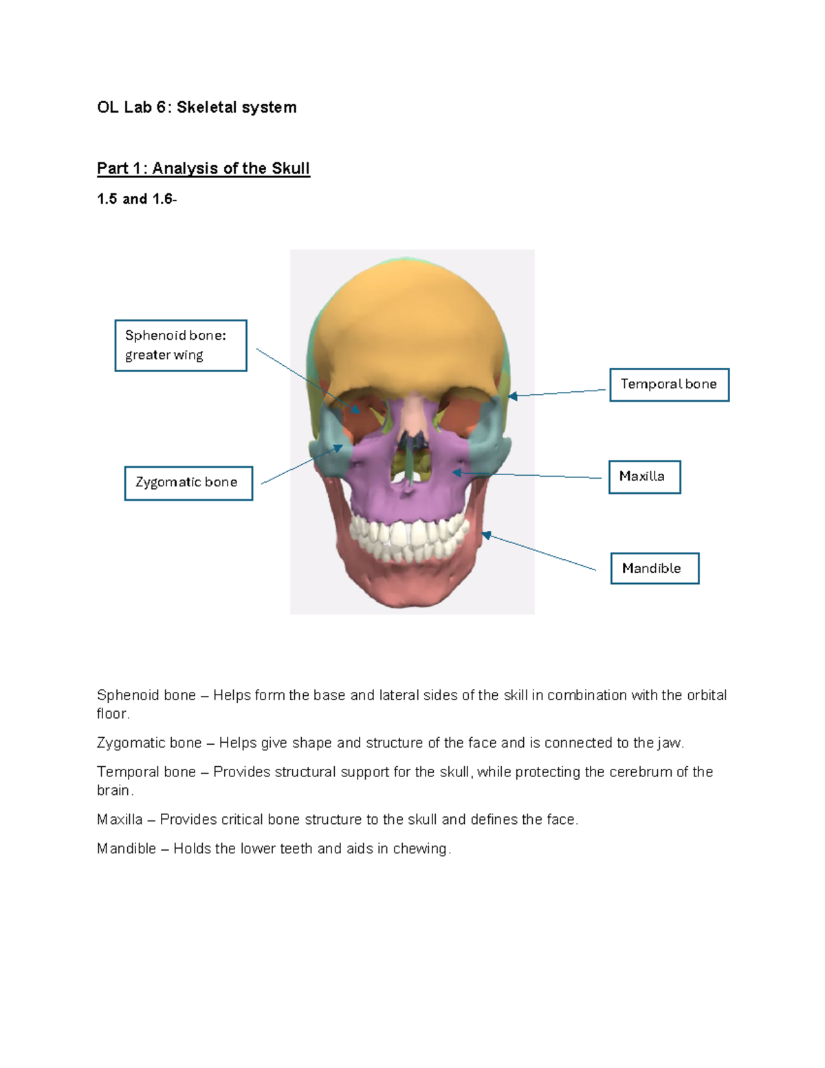 BIOS251 WK6 Virtual Lab - In-Depth Skeletal System Analysis - Studocu