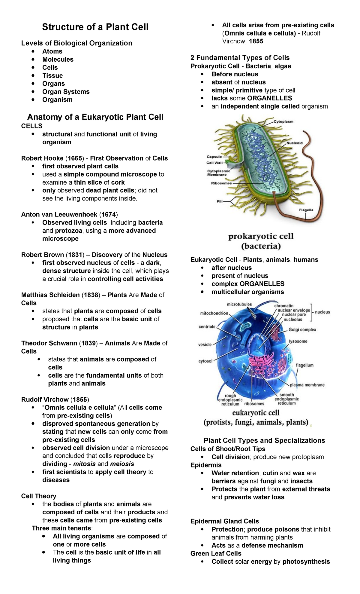 Structure of a Plant Cell - Structure of a Plant Cell Levels of ...