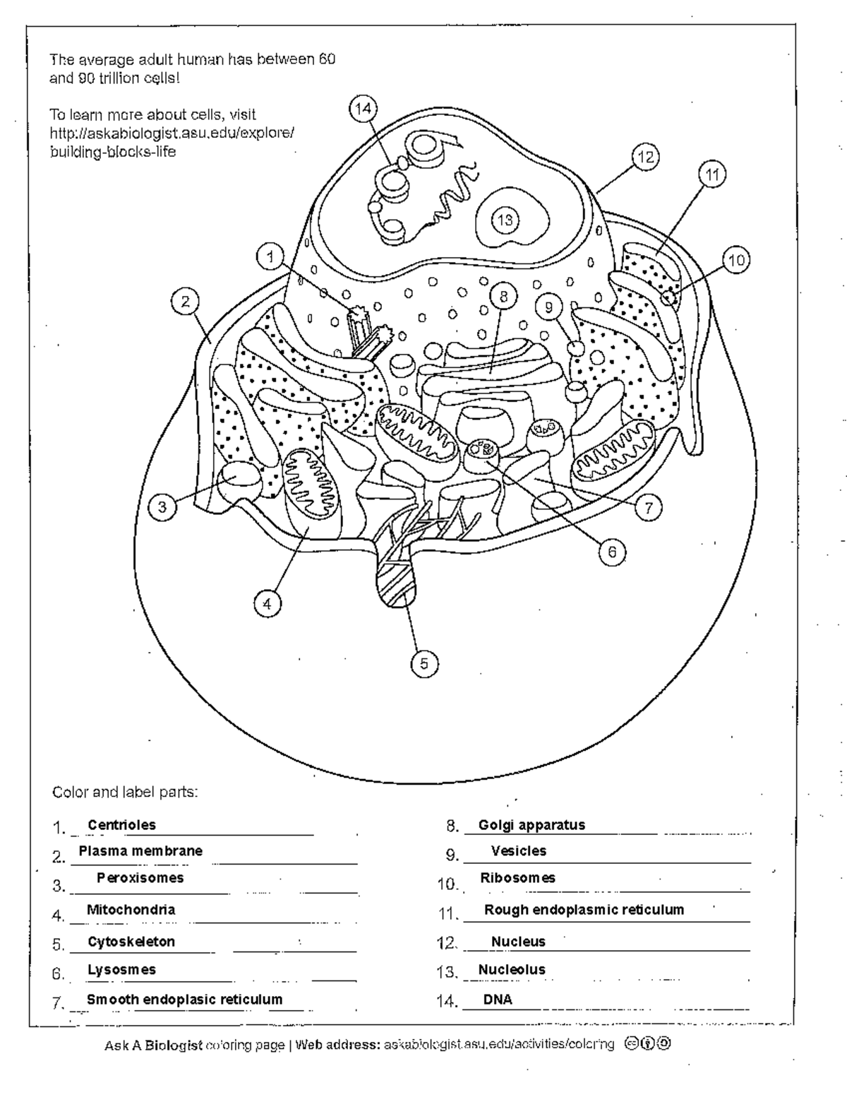 Animal Cell Worksheet - BIOL1000 - Studocu