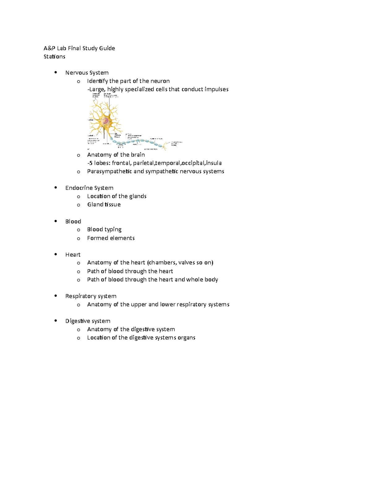 Ap 2 lab final study guide - A&P Lab Final Study Guide Stations Nervous ...