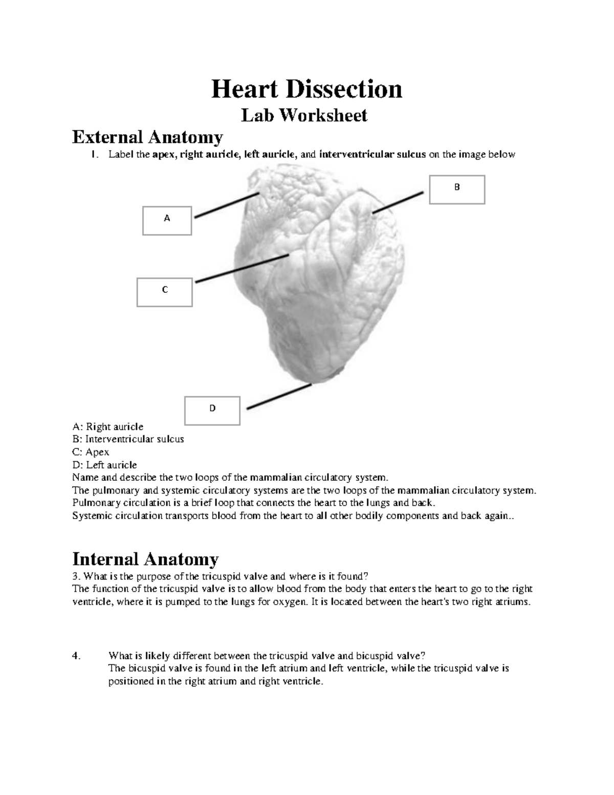 Heart Dissection Lab - Heart Dissection Lab Worksheet External Anatomy ...