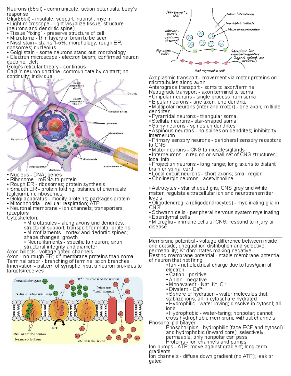 Behavioral Neuroscience (BN 101) Midterm 1 Study Guide - Studocu