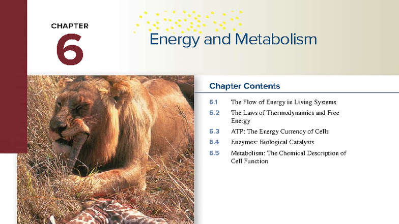 Ch 6 BIO - Energy and Metabolism: Understanding Cellular Processes ...