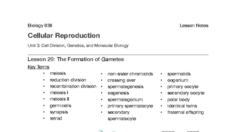 Biology 030 Lesson 20 Notes: Cellular Reproduction & Gamete Formation ...