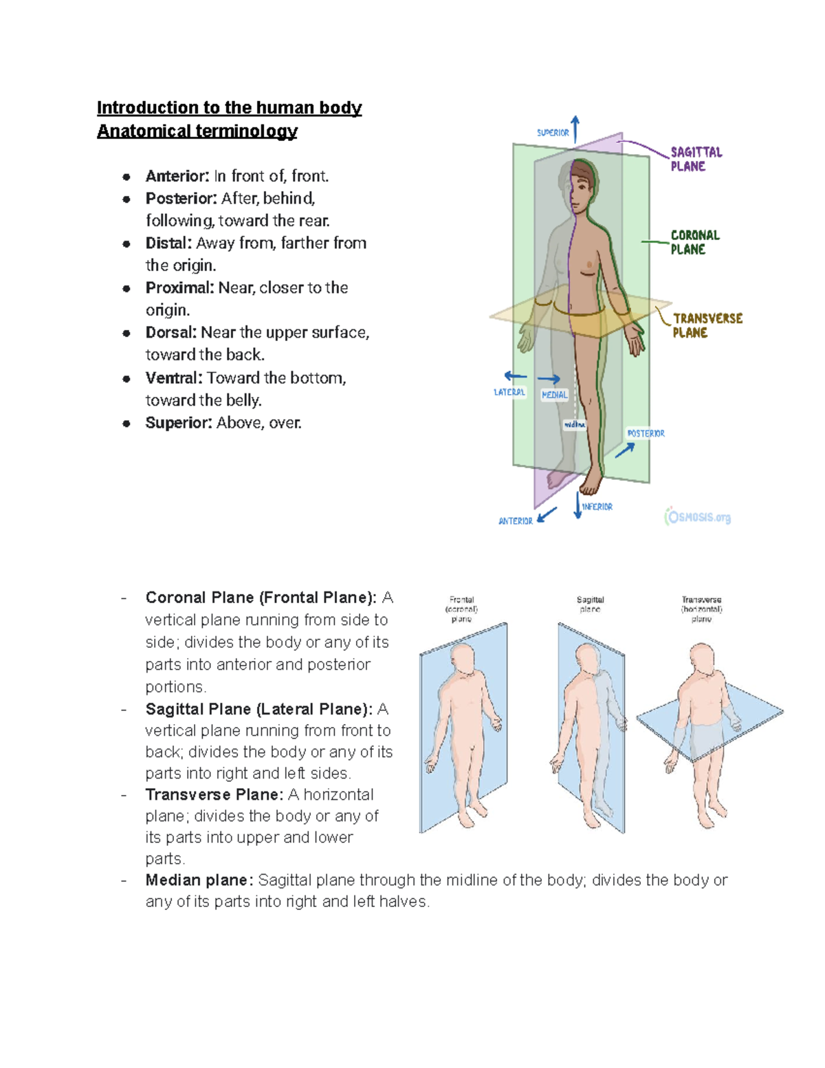 Introduction to the human body - Introduction to the human body ...