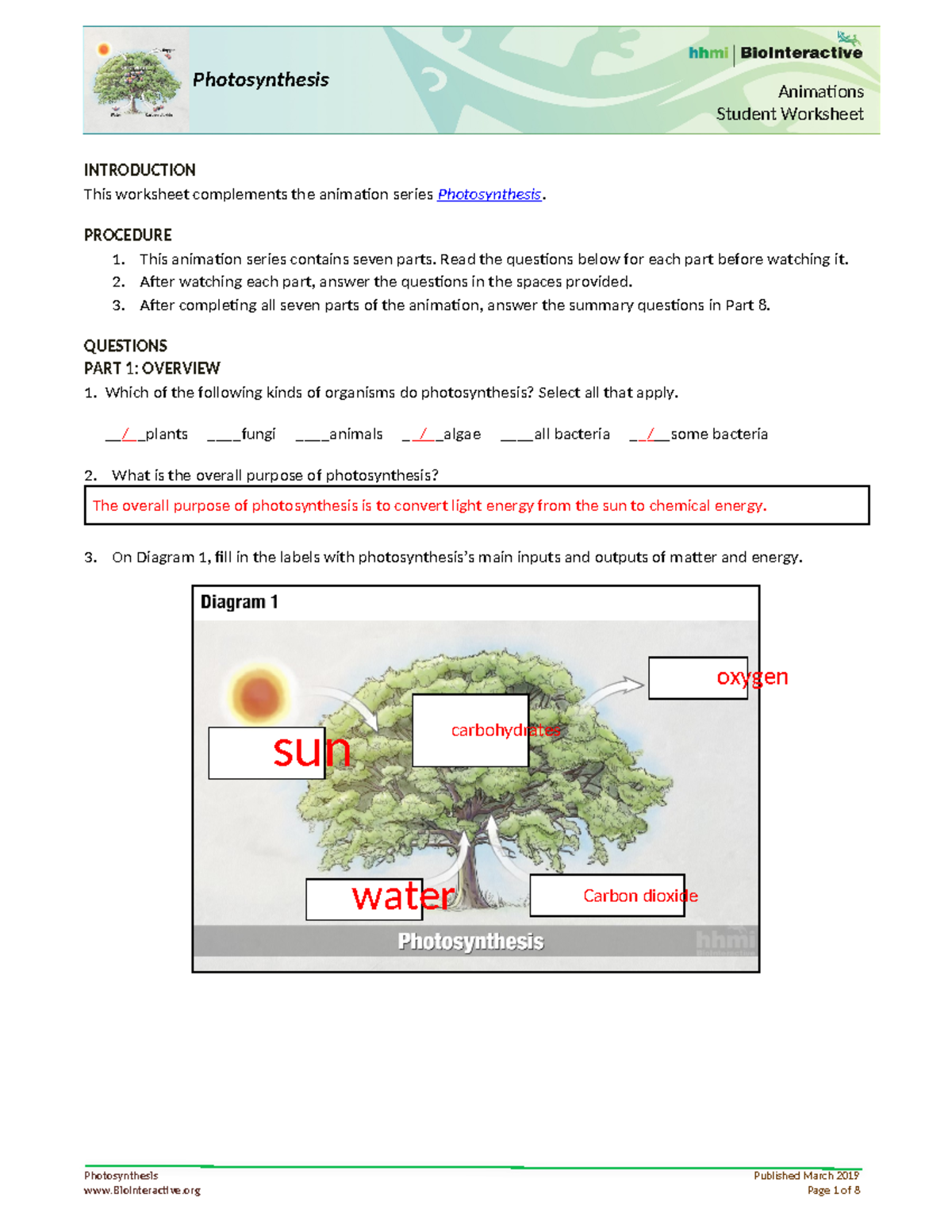 Photsyntesis work - this is an aswer key - Animations Student Worksheet ...